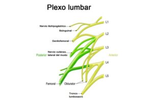 Plexo cardiaco | origen, ramas y función - Anatomia Topografica