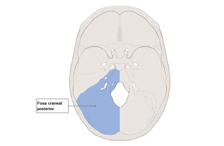Agujeros y fisuras del cráneo y sus estructuras