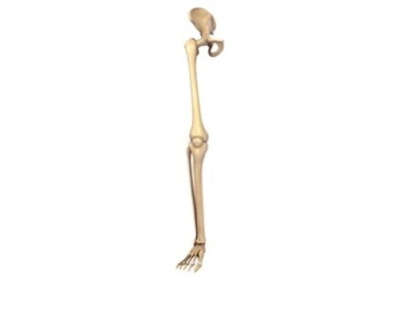 Extremidad inferior (su anatomía y contenido)