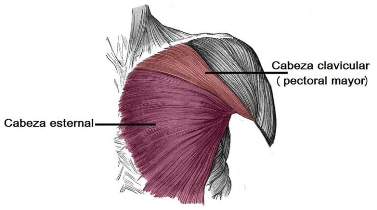 Músculos de la región pectoral (origen, inserción)