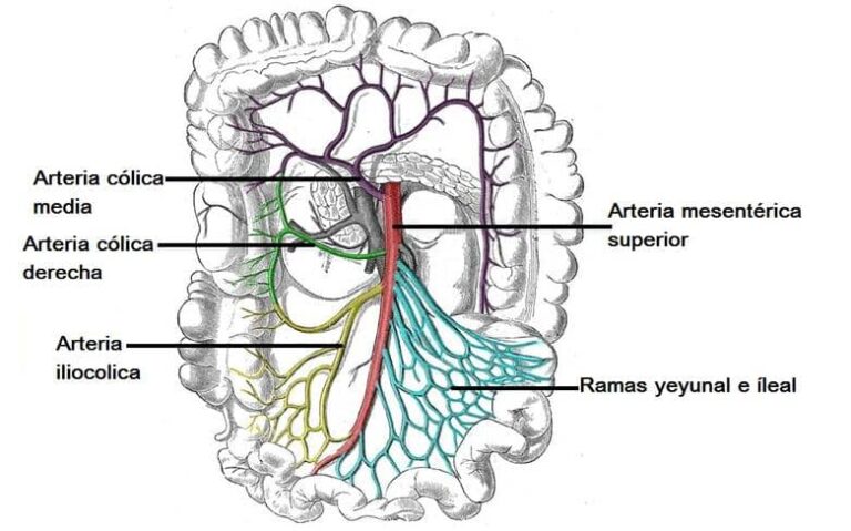 Arteria mesentérica superior (origen, curso, irrigación)
