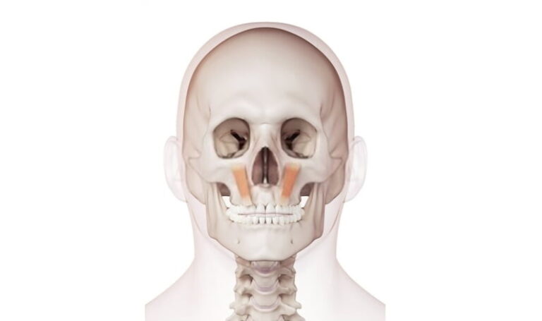 Músculo elevador del labio superior (inserciones, acción)