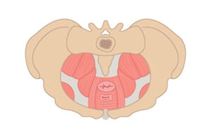 Músculo elevador del ano (anatomia, función, inervacíon, irrigación