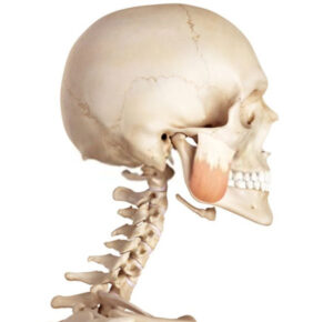 Músculo masetero (origen, anatomia, funciones, lesiones)