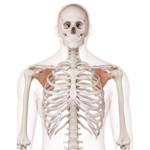 Músculo subescapular (origen, inserción, función, inervación