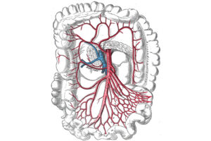 🥇 Arteria cólica izquierda (origen, curso anatómico)