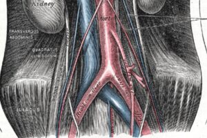 Arteria hepática común (origen, ramas, curso, irrigación)