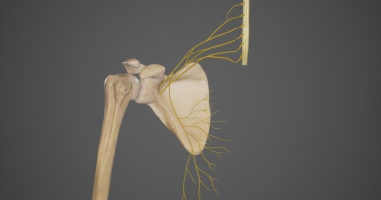 🥇 Nervio subescapular (origen, funciones e importancia)