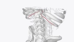 🥇 Músculos subcostales (origen, inserción, acción, y más)
