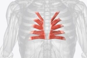 🥇 Músculos subcostales (origen, inserción, acción, y más)