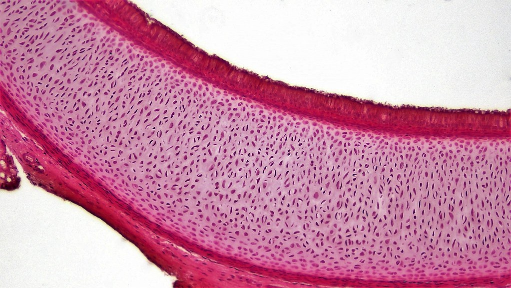 🥇 Tejido cartilaginoso: histología, tipos y funciones